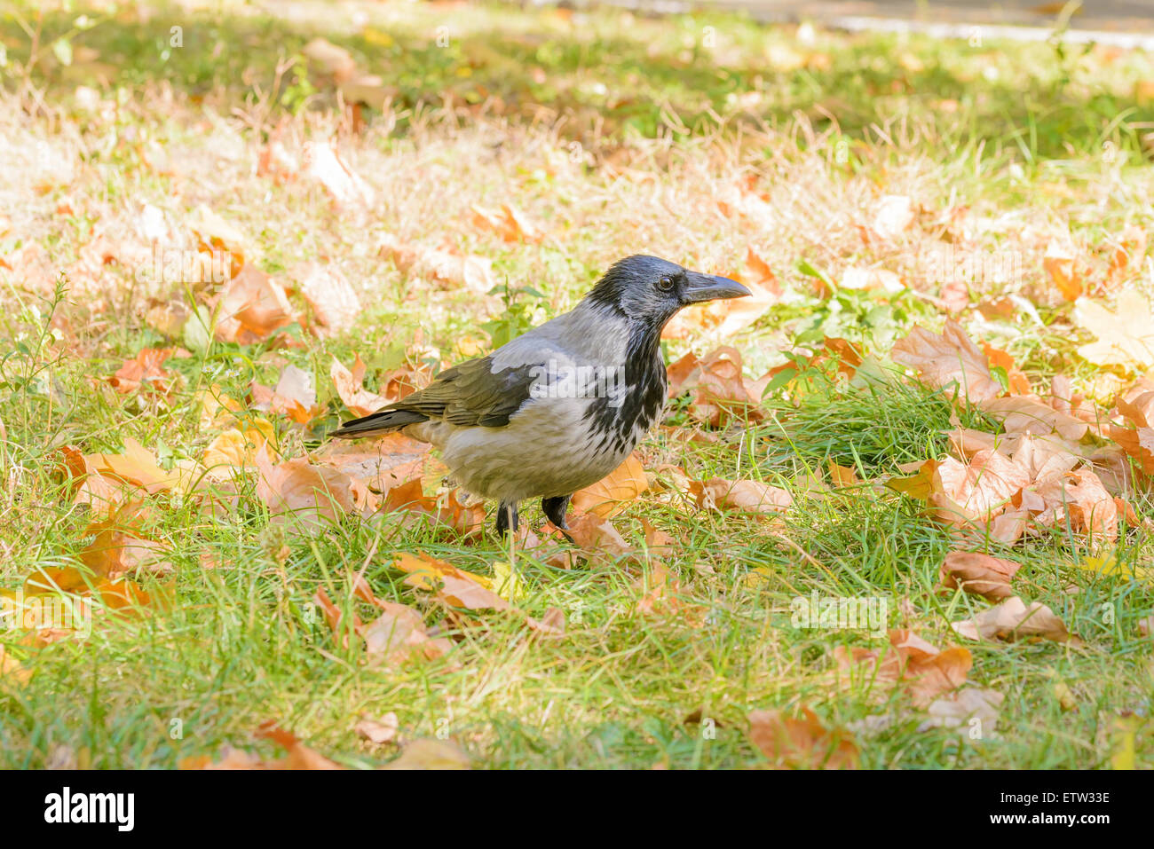 A hooded crow walks on the grass with autumn leaves and is watches ...
