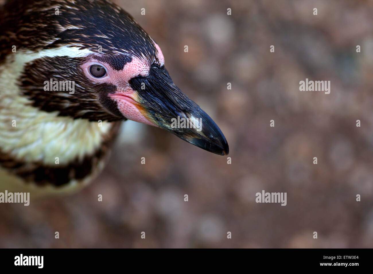 Close up on the head of a penguin in a zoo Stock Photo - Alamy