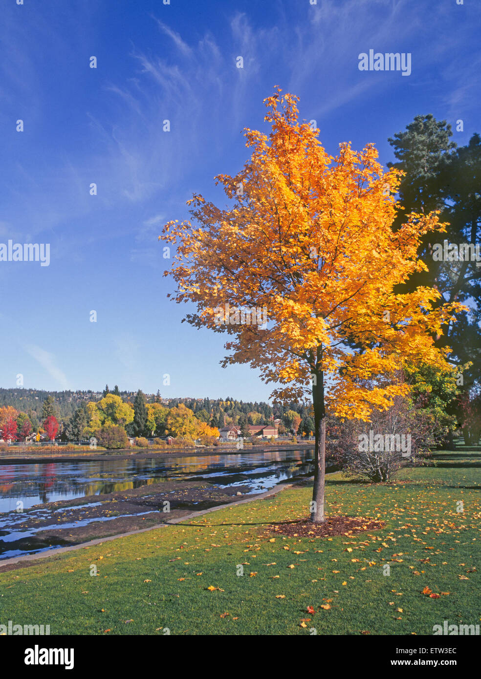 A young maple tree turns gold in the autumn along the Deschutes River's ...