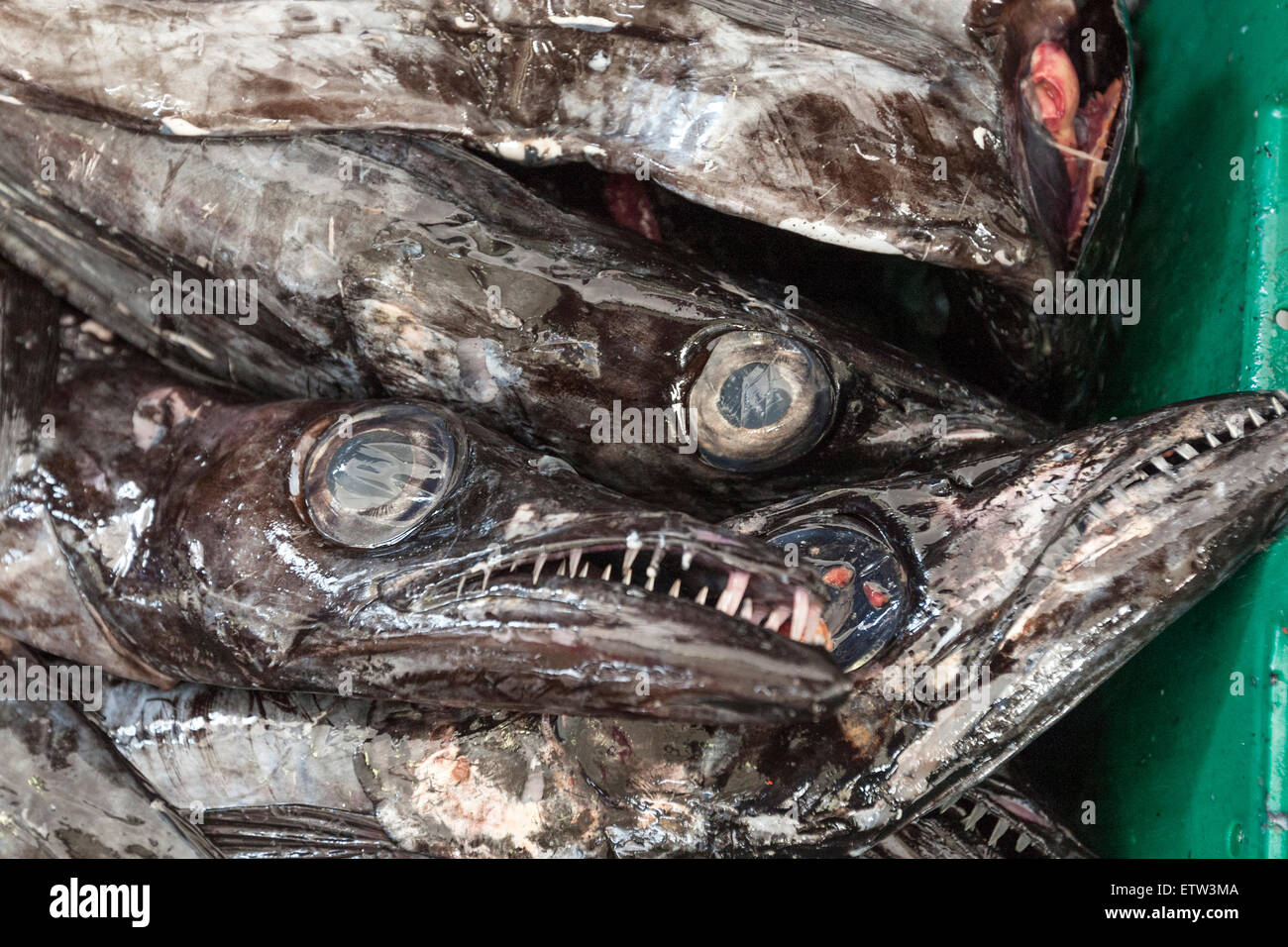 Black Scabbardfish High Resolution Stock Photography and Images - Alamy