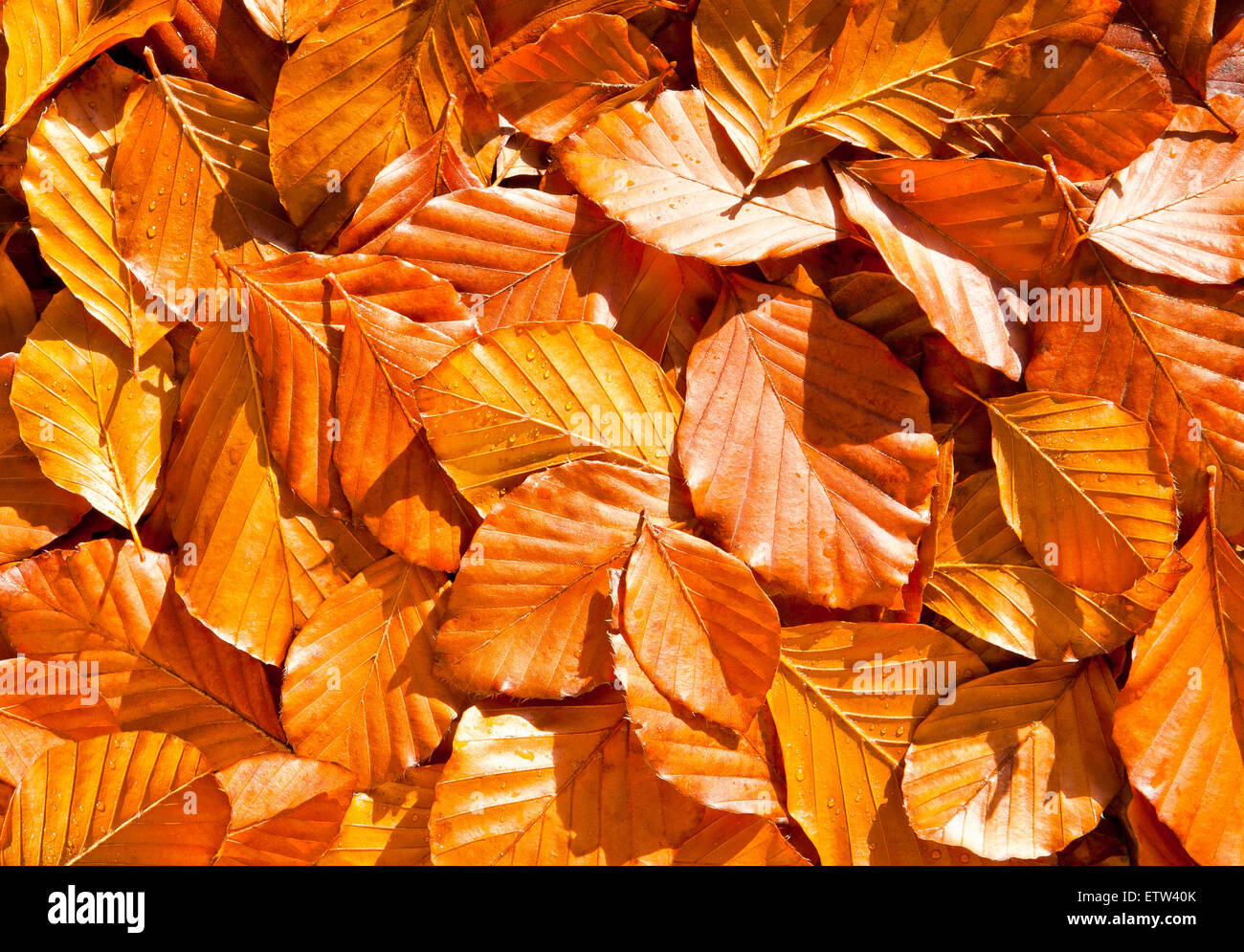 Dead beech leaves hi-res stock photography and images - Alamy