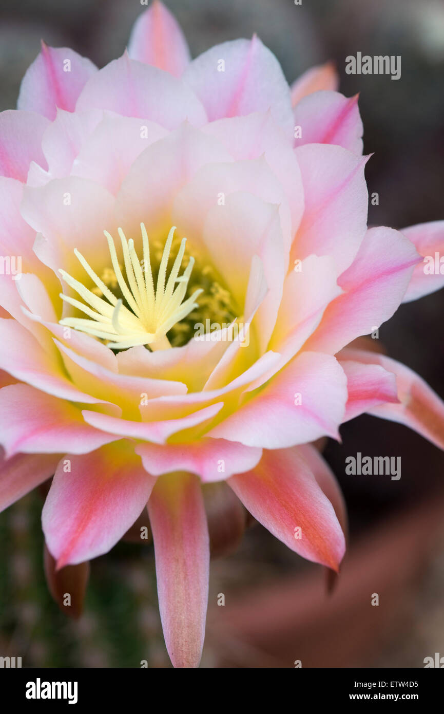 Echinopsis spachiana. Torch Cactus Flower Stock Photo - Alamy