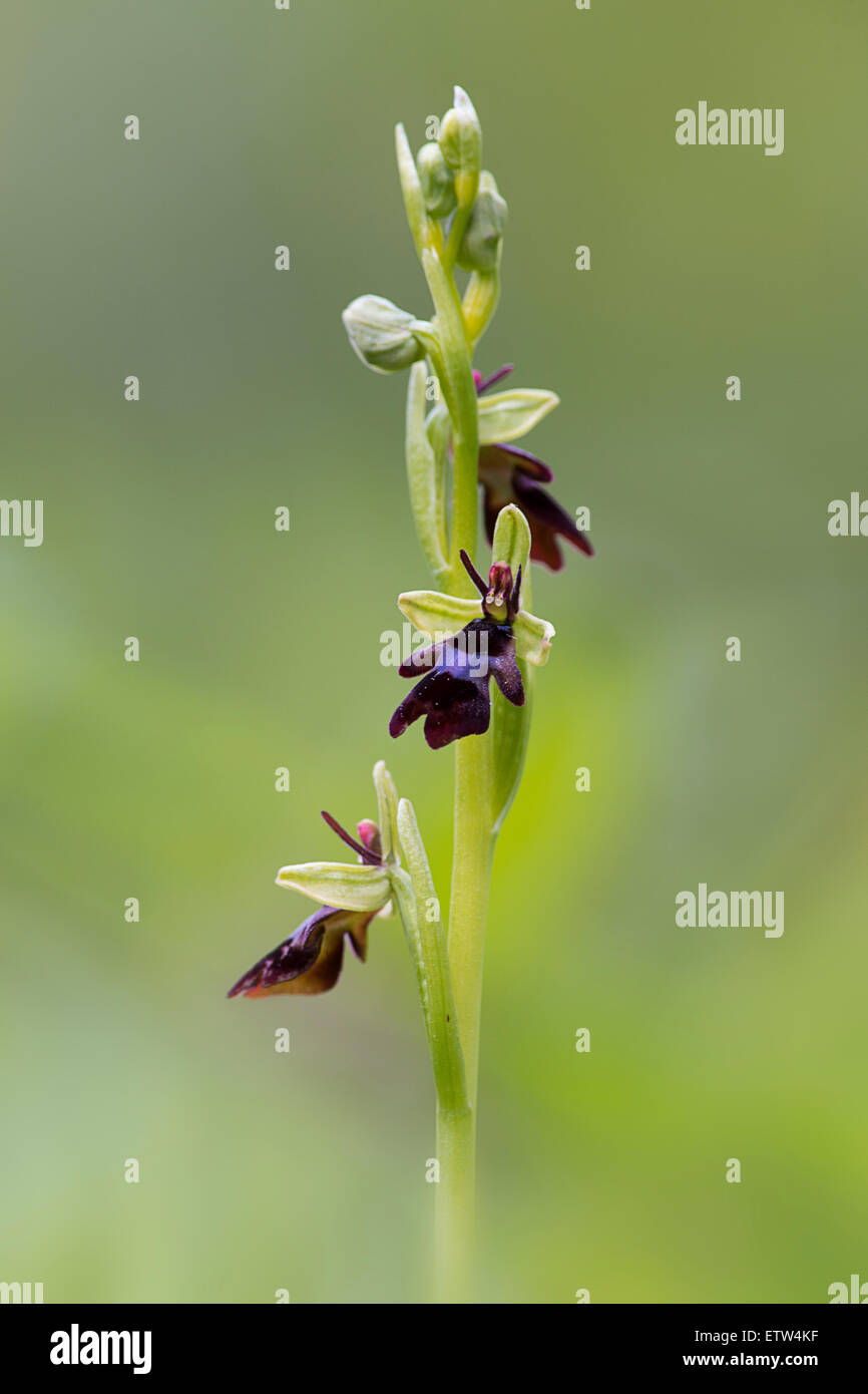 A Fly Orchid photographed in Buckinghamshire Stock Photo - Alamy