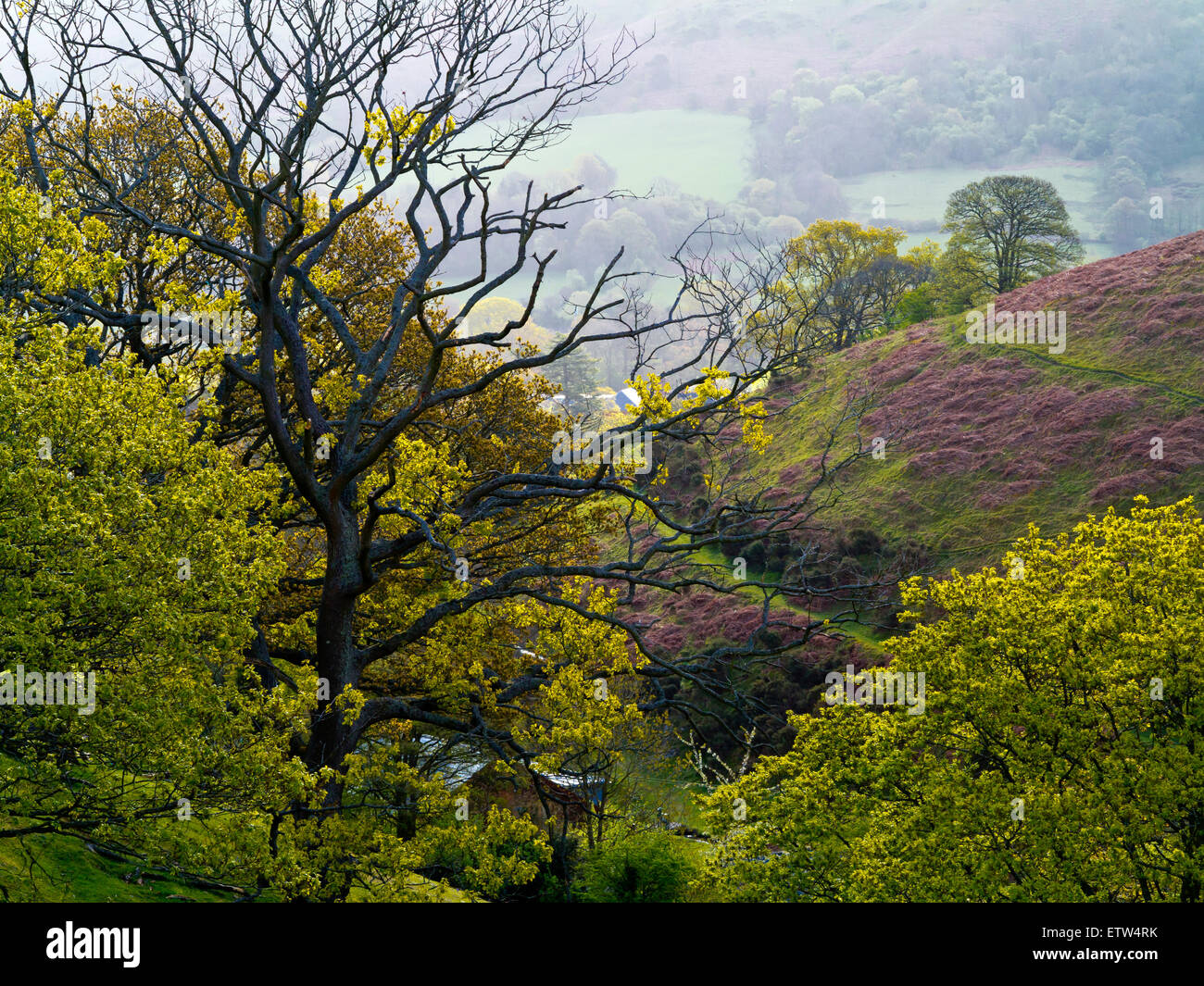 Trees in the Batch Valley on the Long Mynd near Church Stretton in the ...