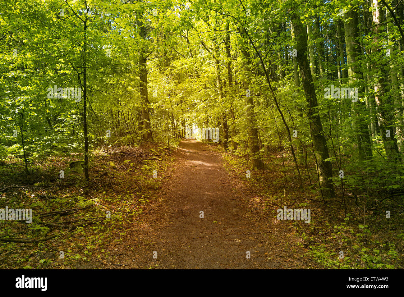 Forrest gold hi-res stock photography and images - Alamy