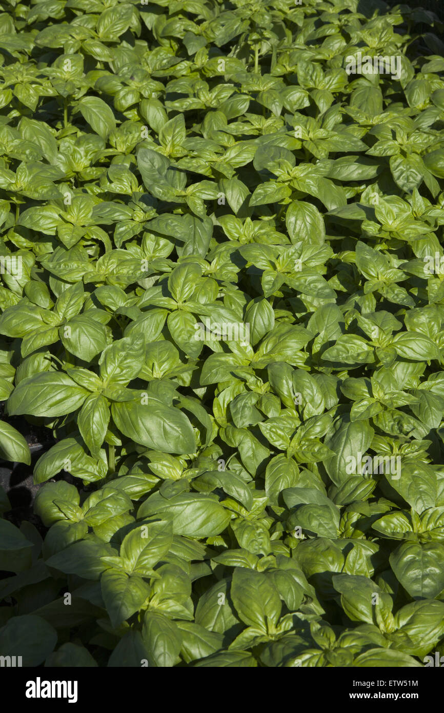 Farmers fresh market hi-res stock photography and images - Alamy