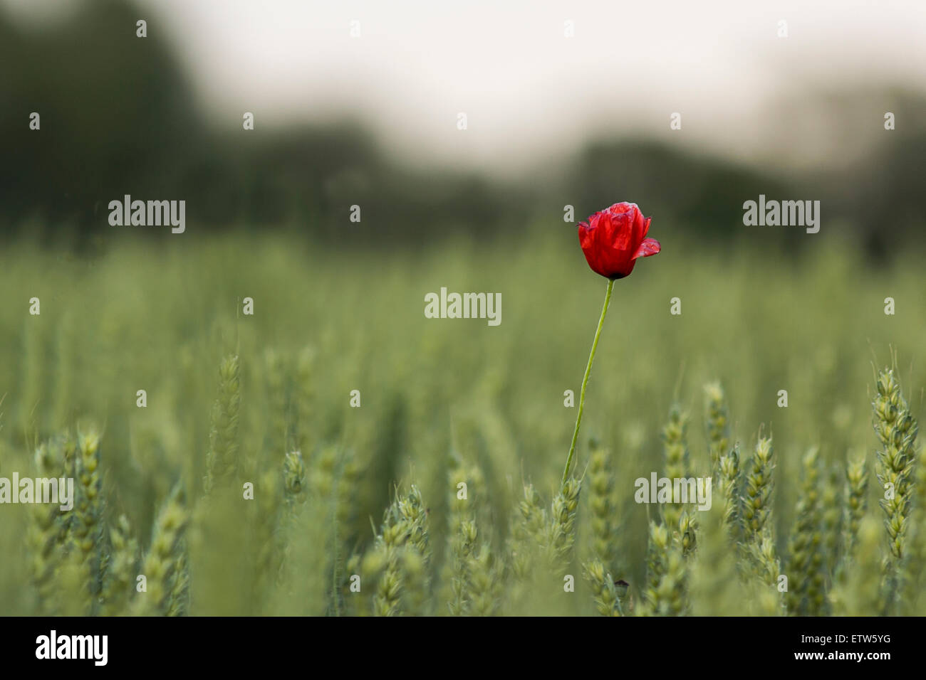 Flowering single poppy hi-res stock photography and images - Alamy