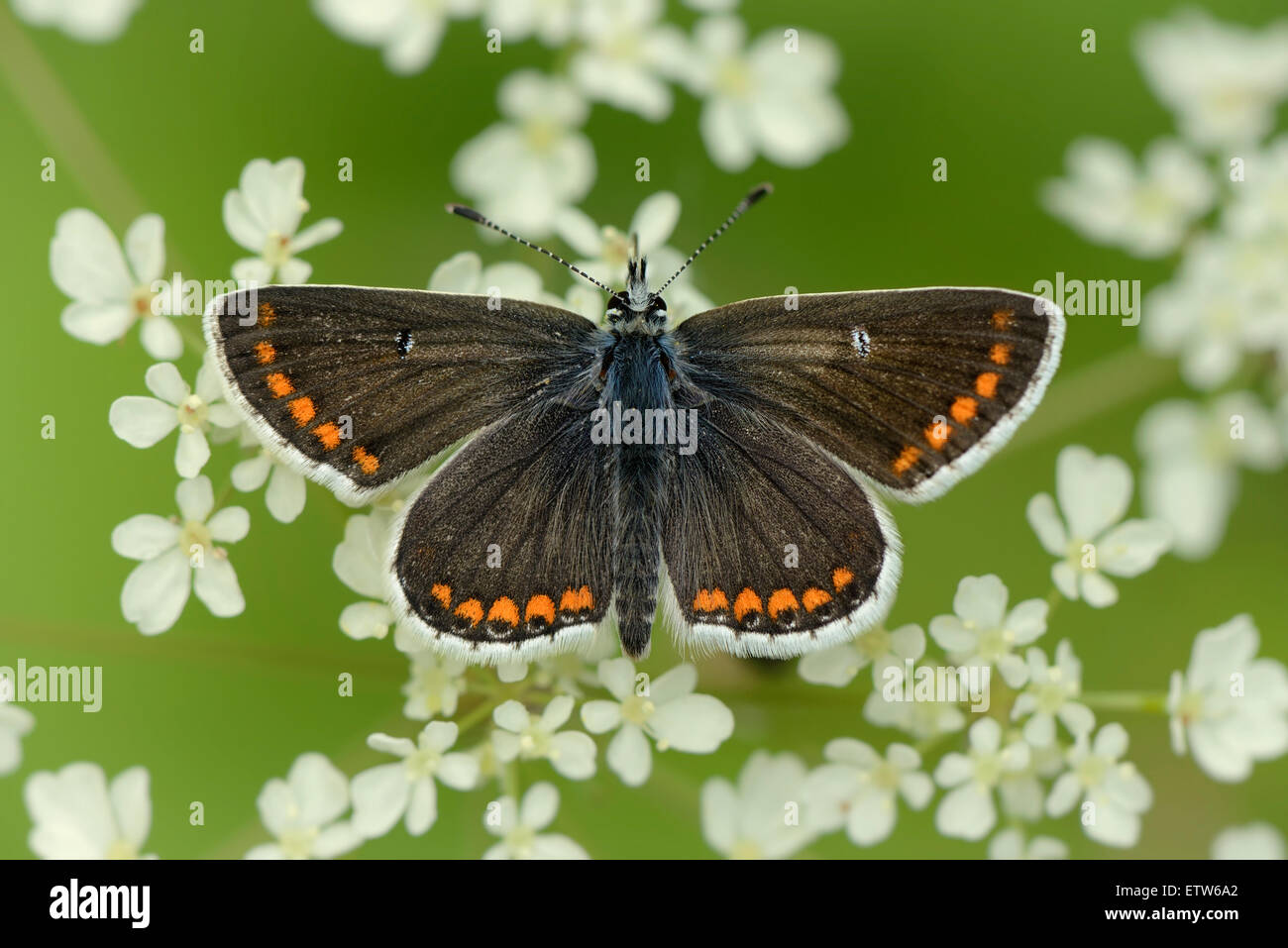 Argus image hi-res stock photography and images - Alamy