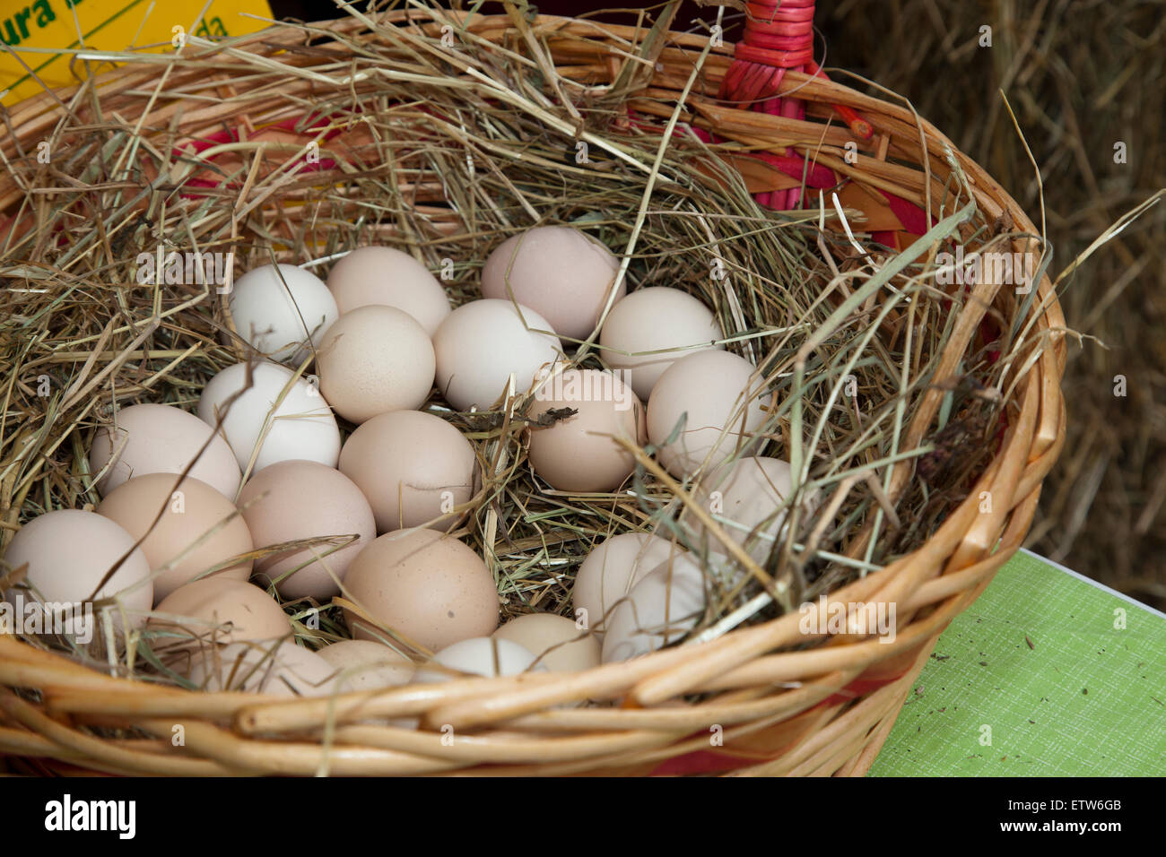 Chicken hen hi-res stock photography and images - Alamy