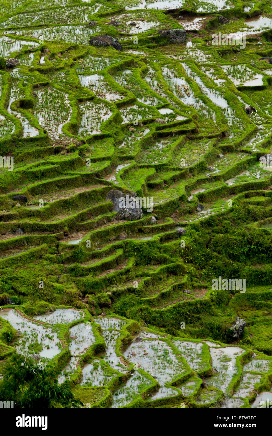 Paddy field pattern hi-res stock photography and images - Alamy