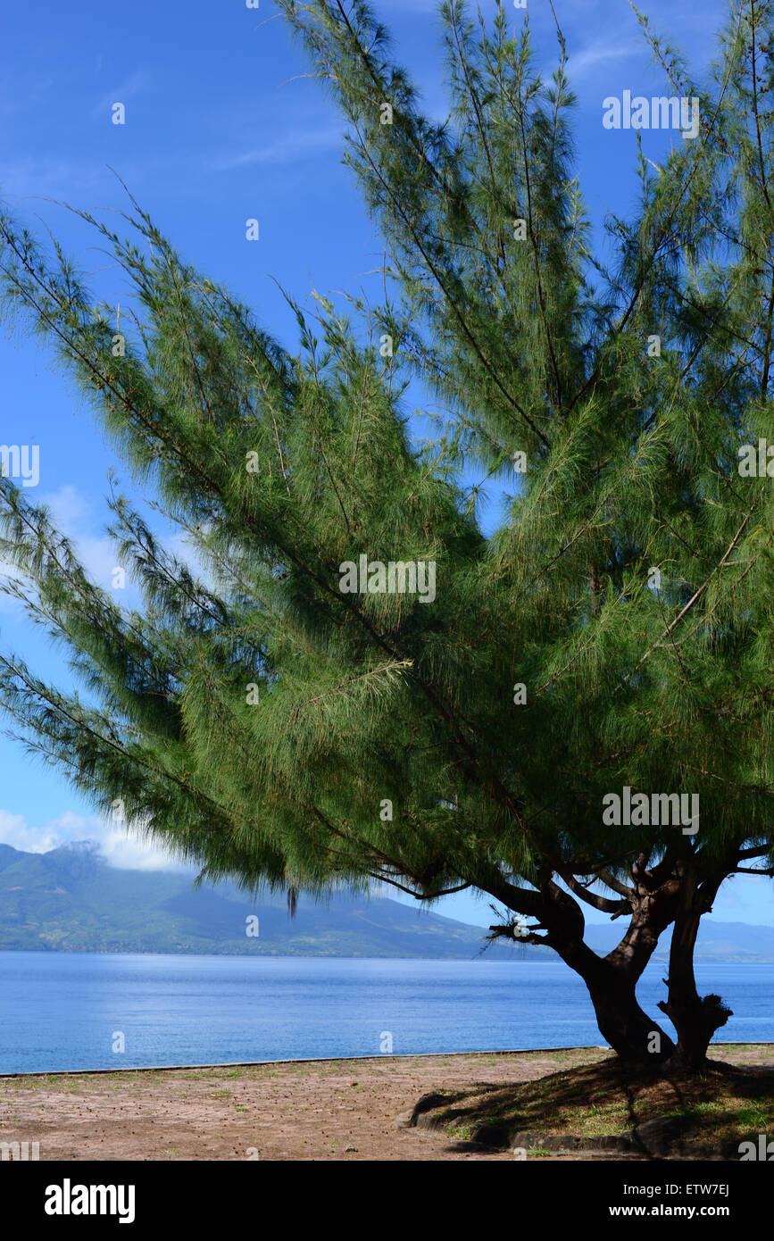 Beach side tree hi-res stock photography and images - Alamy