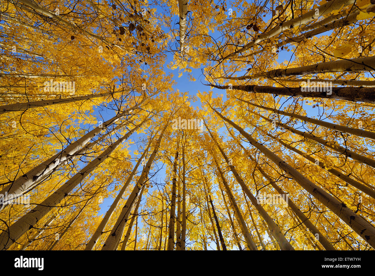 USA, Wyoming, Grand Teton National Park, aspen trees with autumn ...