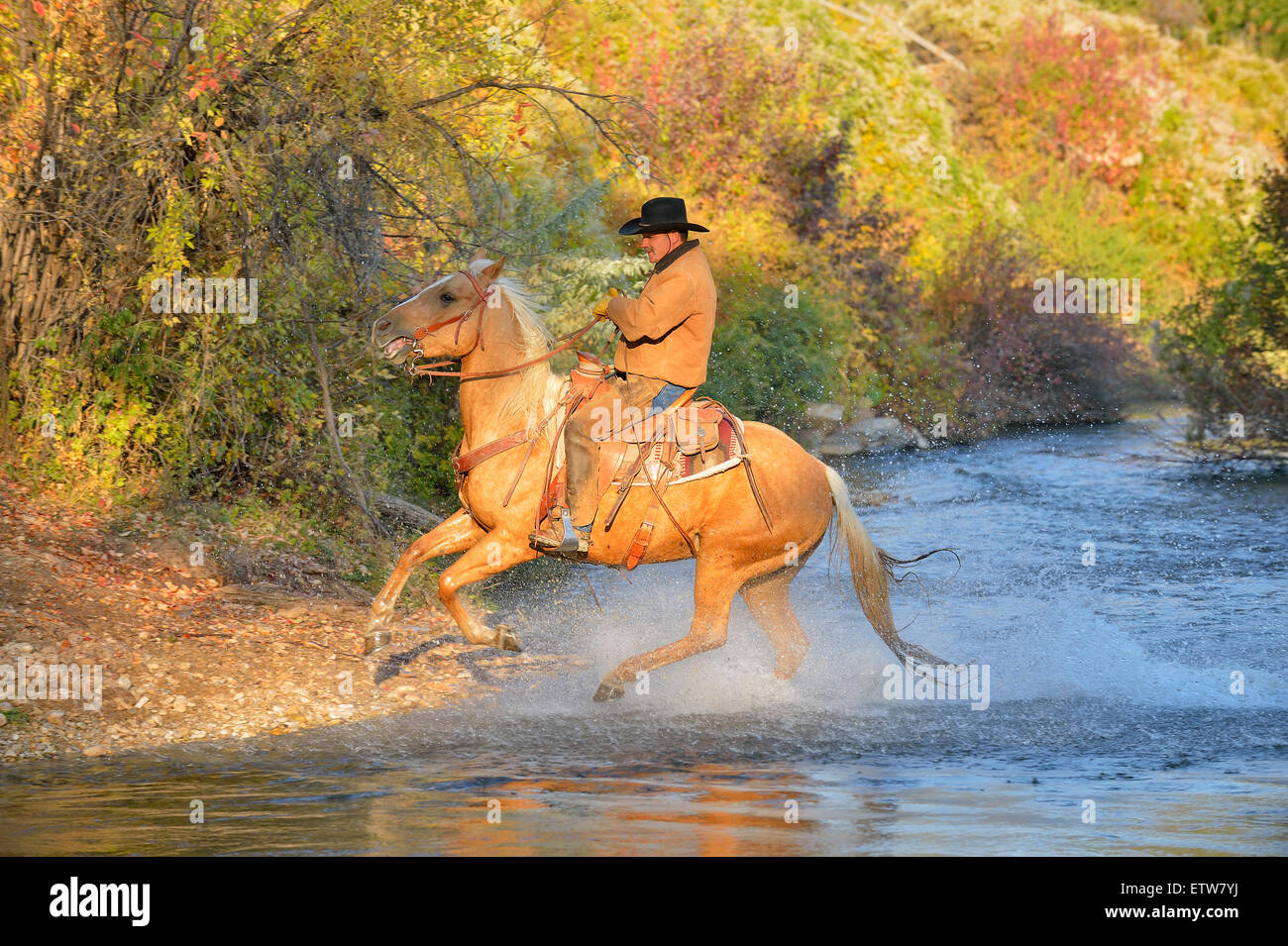 USA, Wyoming, cowboy riding his horse across river Stock Photo - Alamy