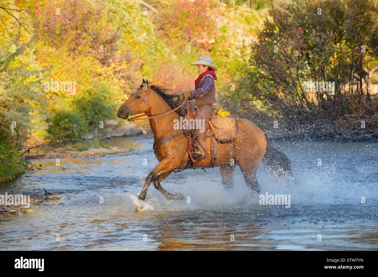 USA, Wyoming, young cowboy riding his horse across river Stock Photo ...