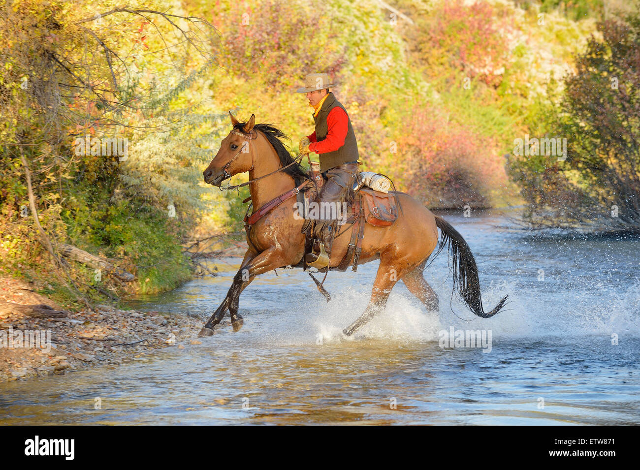 USA, Wyoming, cowboy riding his horse across river Stock Photo - Alamy