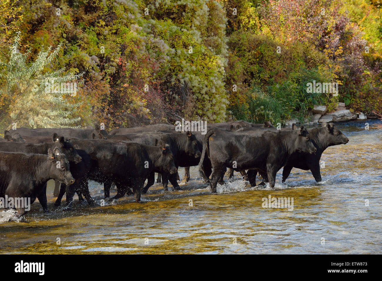 Cattle crossing river hi-res stock photography and images - Alamy