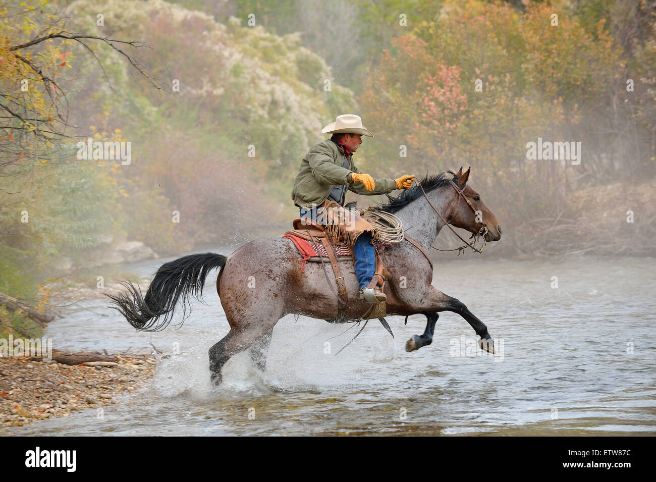 USA, Wyoming, Cowboy rides his horse across river Stock Photo - Alamy