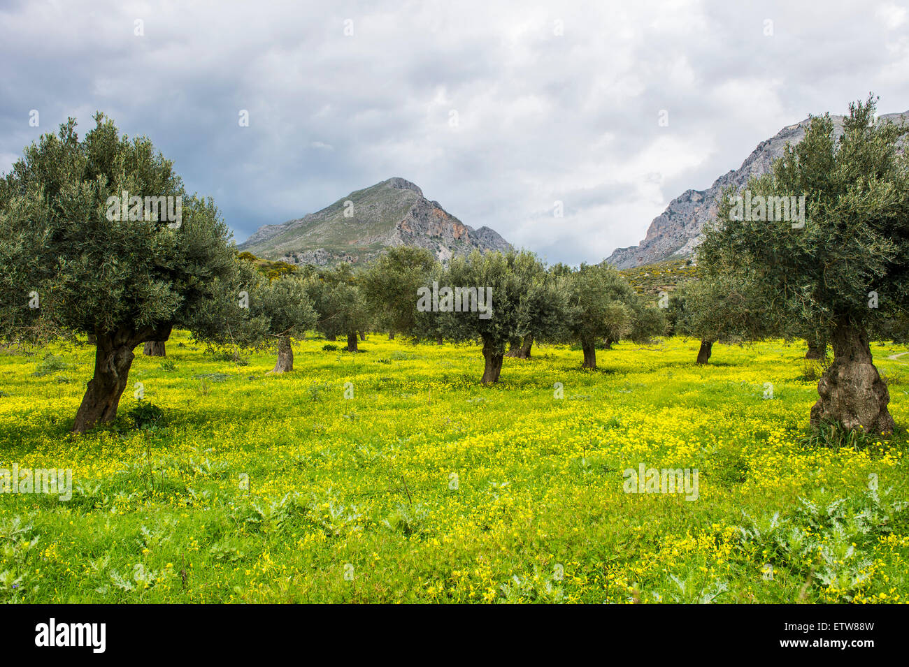 Greece, Crete, Blooming field with Olive trees Stock Photo - Alamy