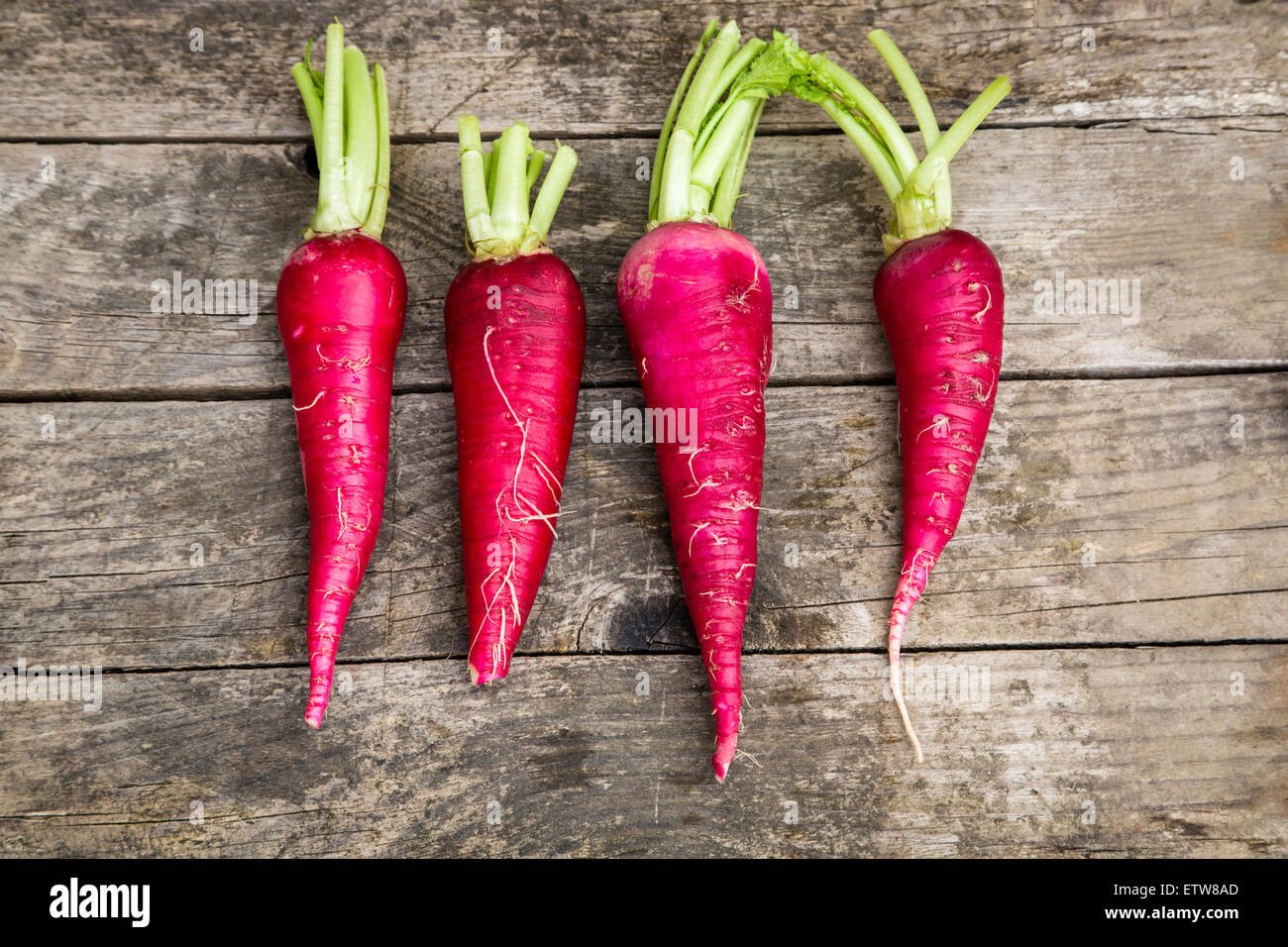 Row of four red radishes Stock Photo - Alamy