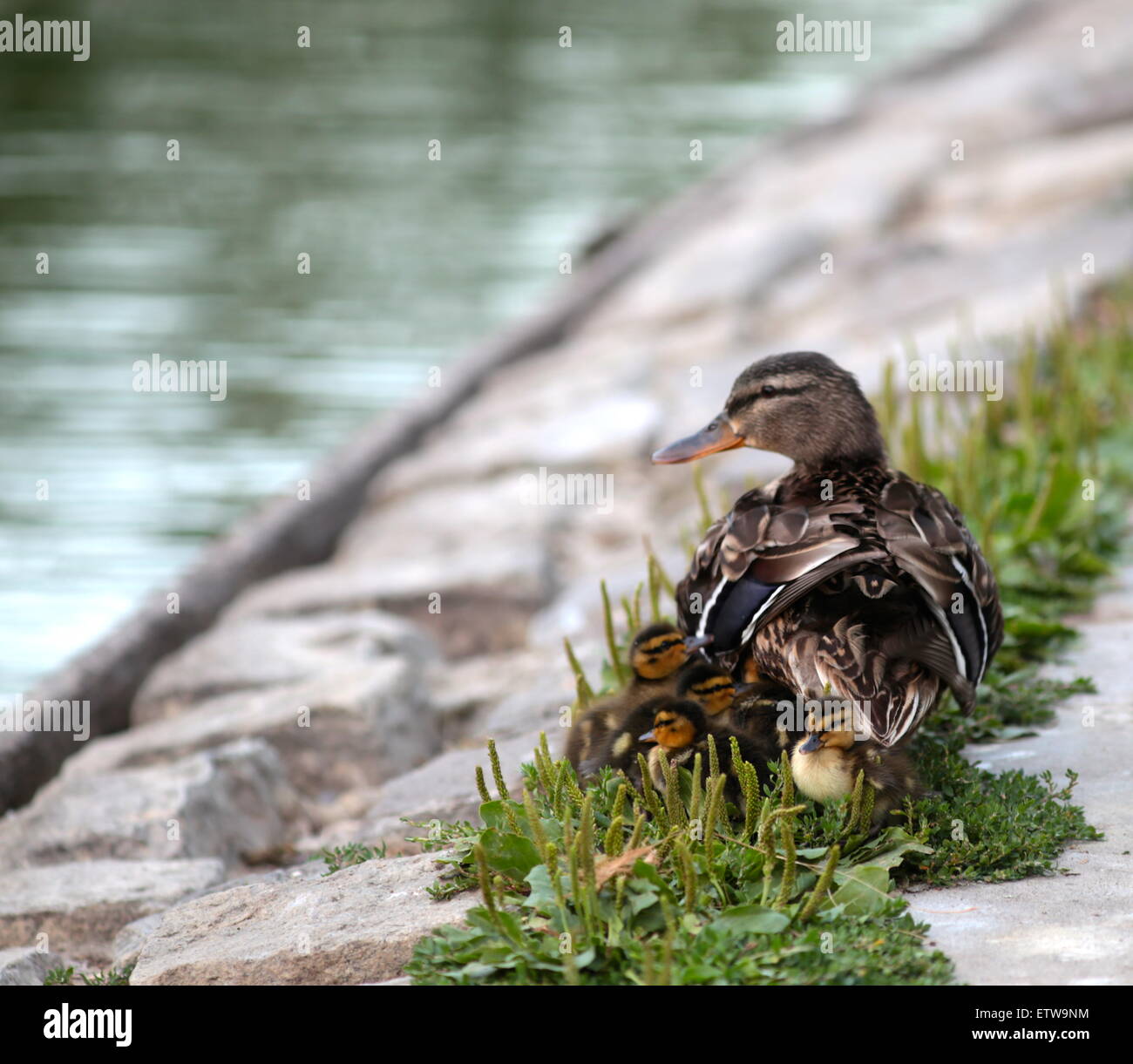 Mother and baby ducks hi-res stock photography and images - Alamy
