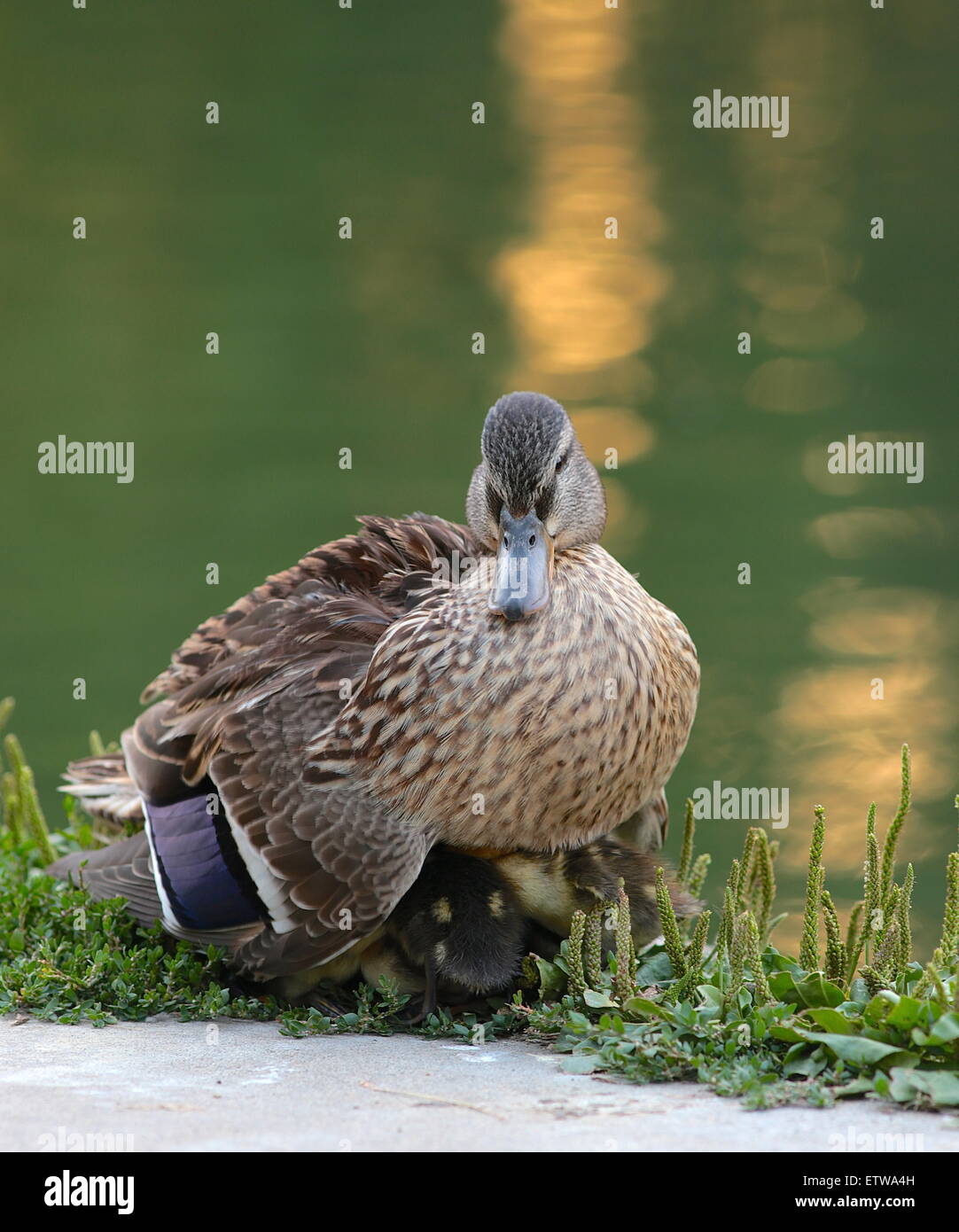 Out of water duck hi-res stock photography and images - Alamy