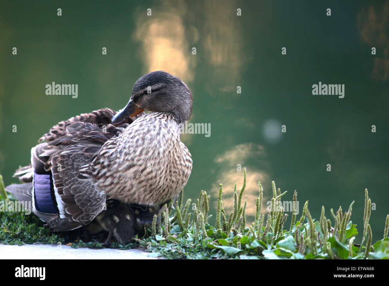 Mama duck hi-res stock photography and images - Alamy