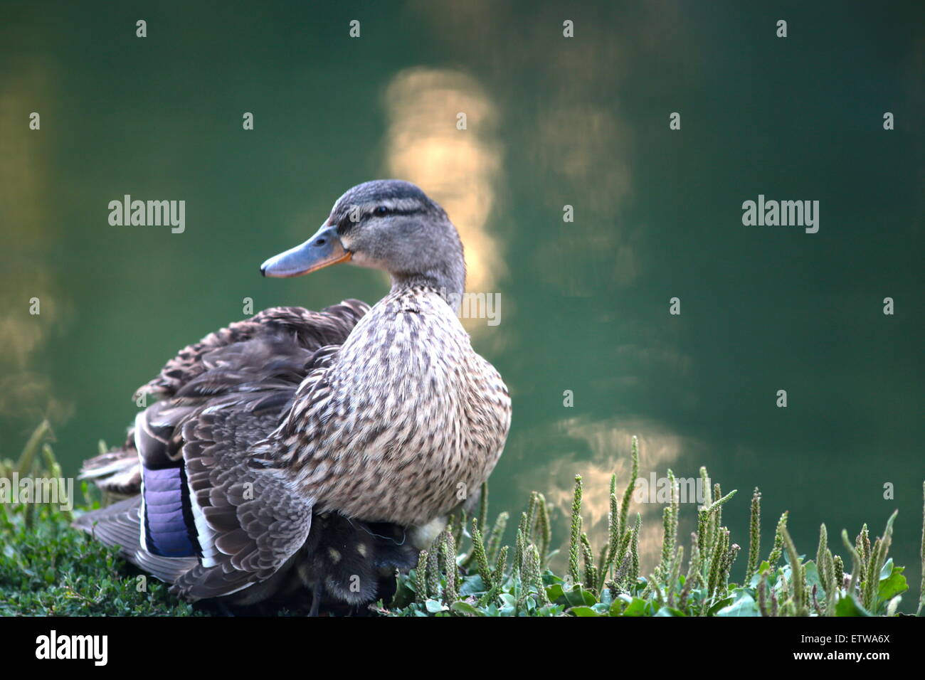 Mother duck hi-res stock photography and images - Alamy