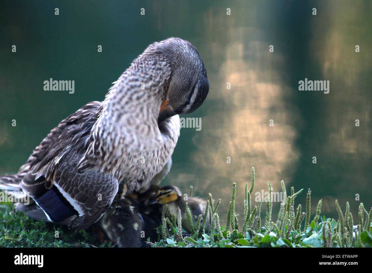 Mother duck with young Stock Photo - Alamy