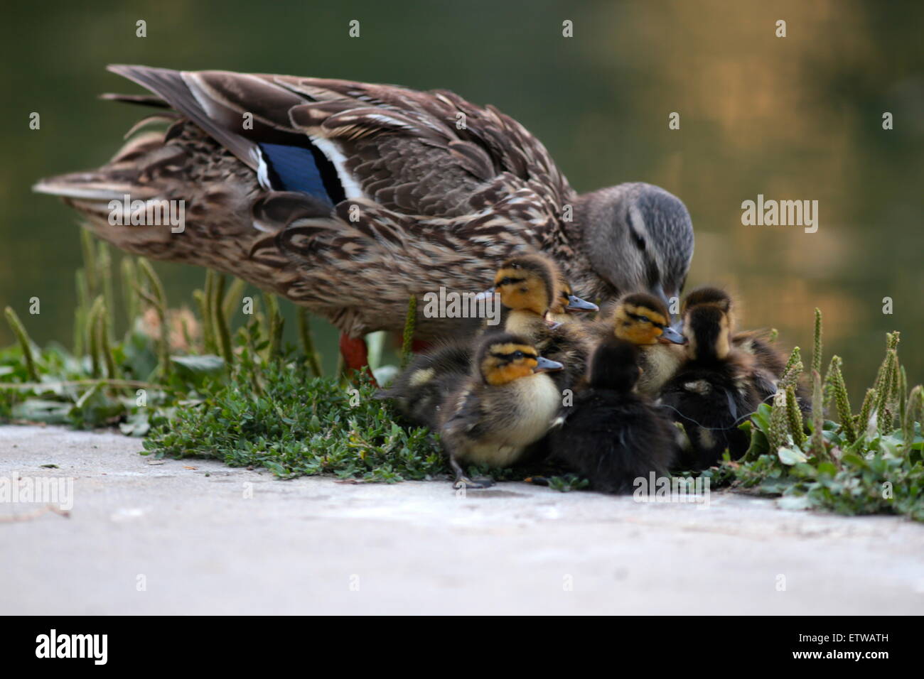Happy Mallard Family Stock Photo - Alamy