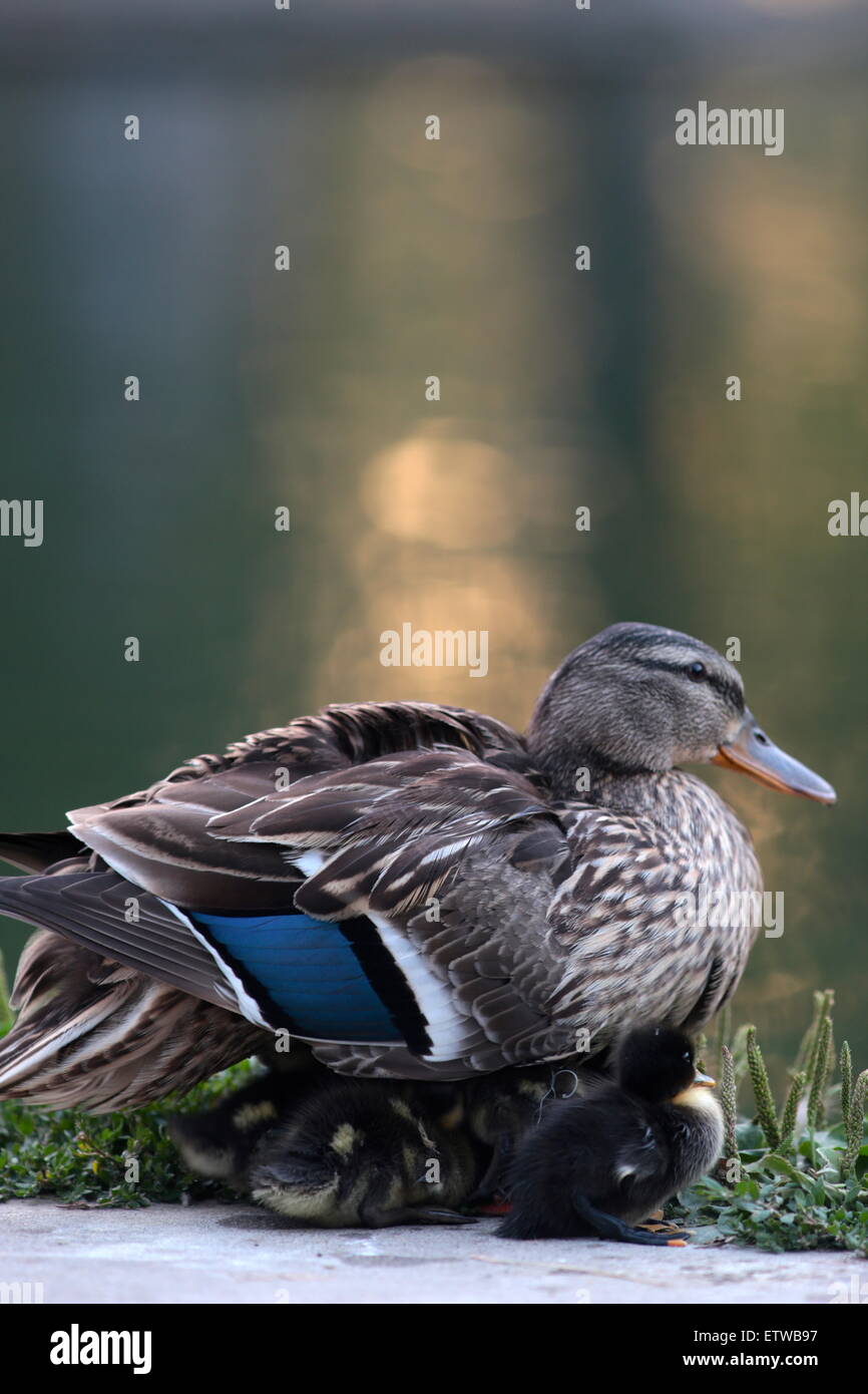 Proud Mother Duck Stock Photo - Alamy