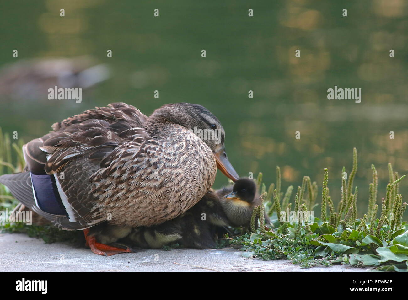 Mama duck hi-res stock photography and images - Alamy