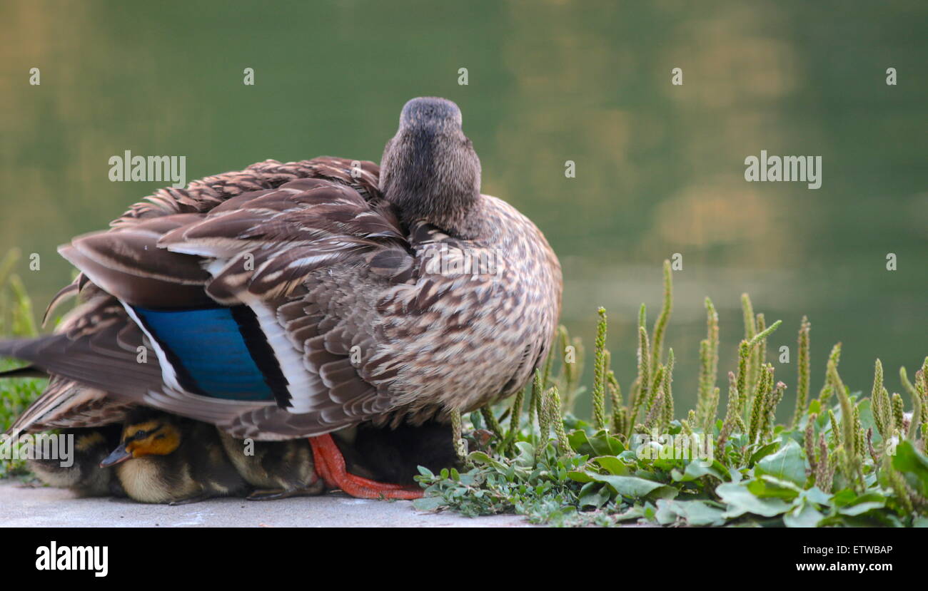 Ducklings Under Mama Stock Photo - Alamy