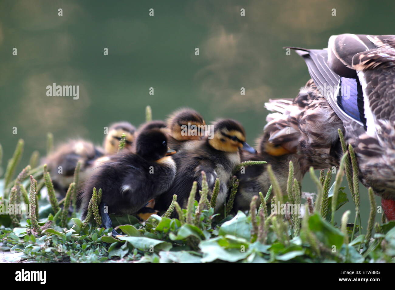 Mother duck and ducklings hi-res stock photography and images - Alamy