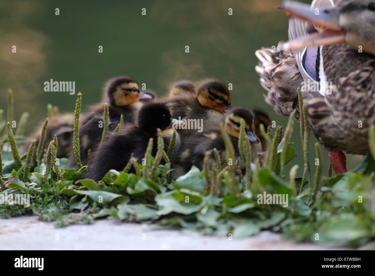 Duck protecting ducklings hi-res stock photography and images - Alamy