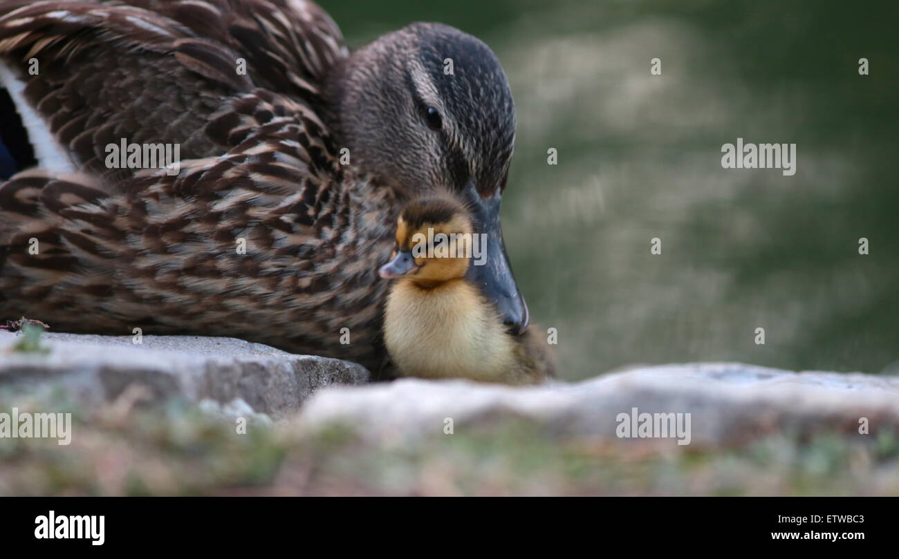 Mother and Duckling Stock Photo - Alamy