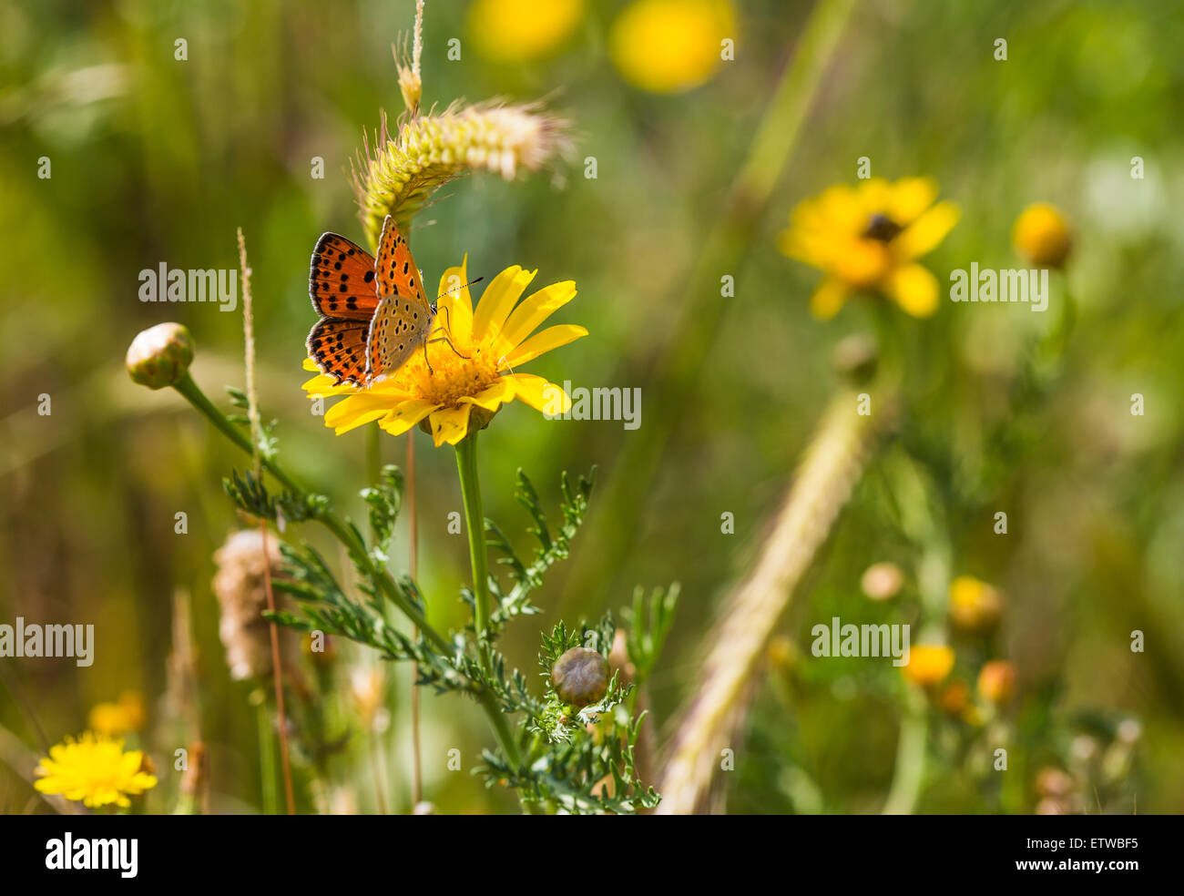 Growing wild flowers hi-res stock photography and images - Alamy