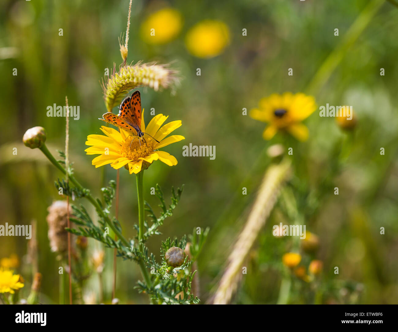 the growing wild flowers and butterfly closeup Stock Photo - Alamy