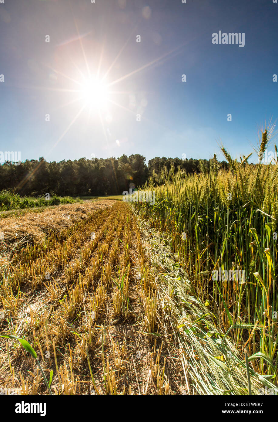 rural landscape, a field of growing the wheat Stock Photo - Alamy