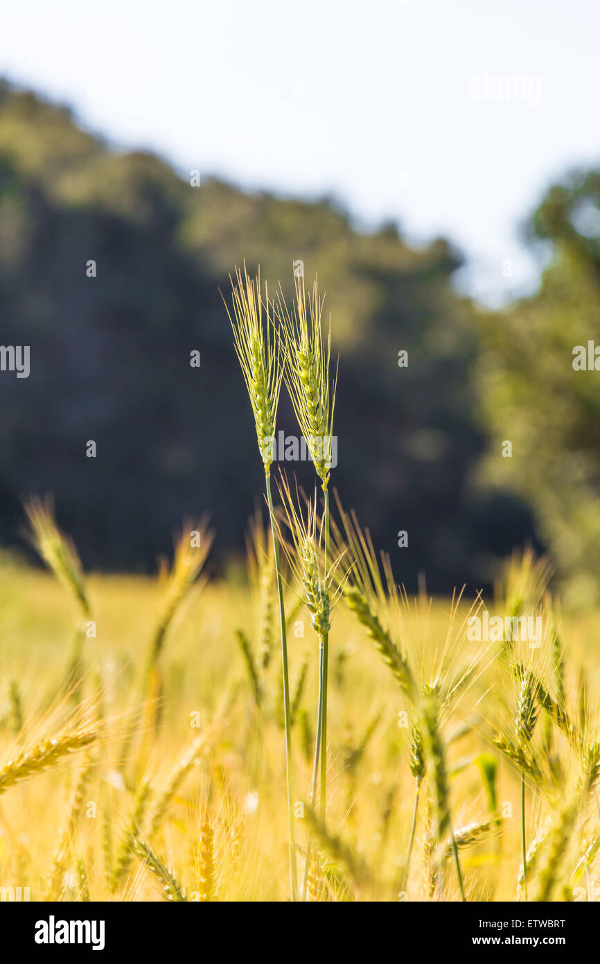 rural landscape, a field of growing the wheat closeup Stock Photo - Alamy
