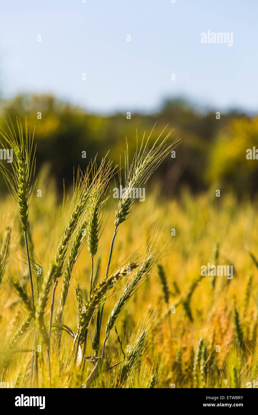 rural landscape, a field of growing the wheat closeup Stock Photo - Alamy