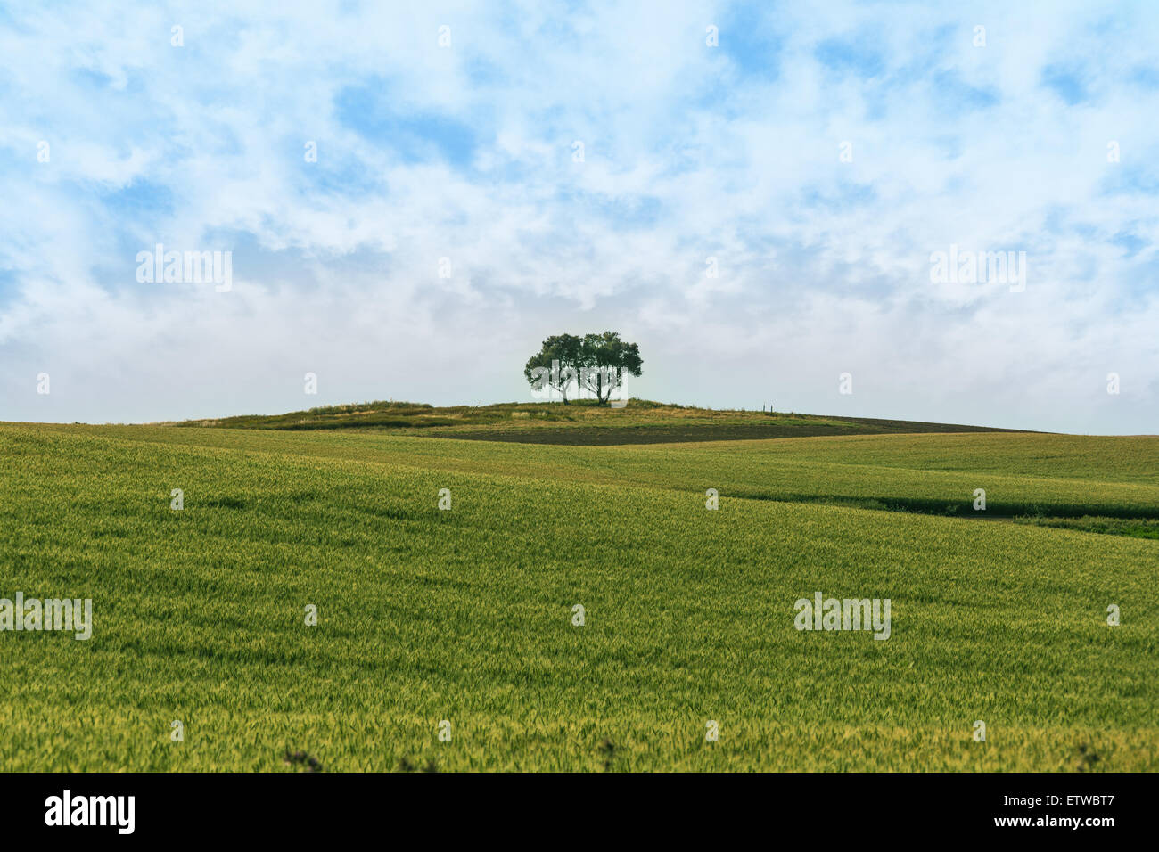 two tree growing in a field, rural landscape Stock Photo - Alamy