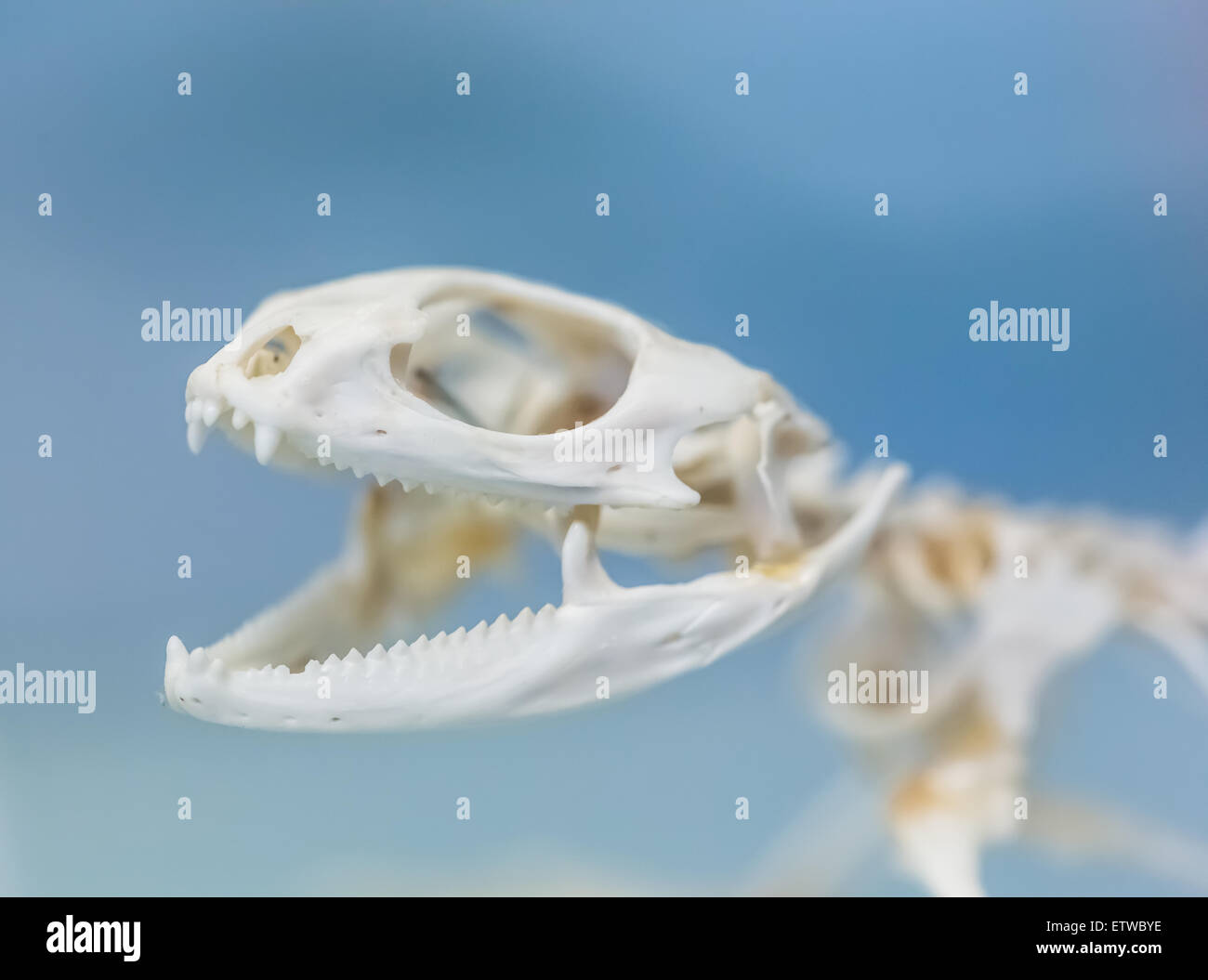 skeleton of a large lizard on a blue background Stock Photo - Alamy