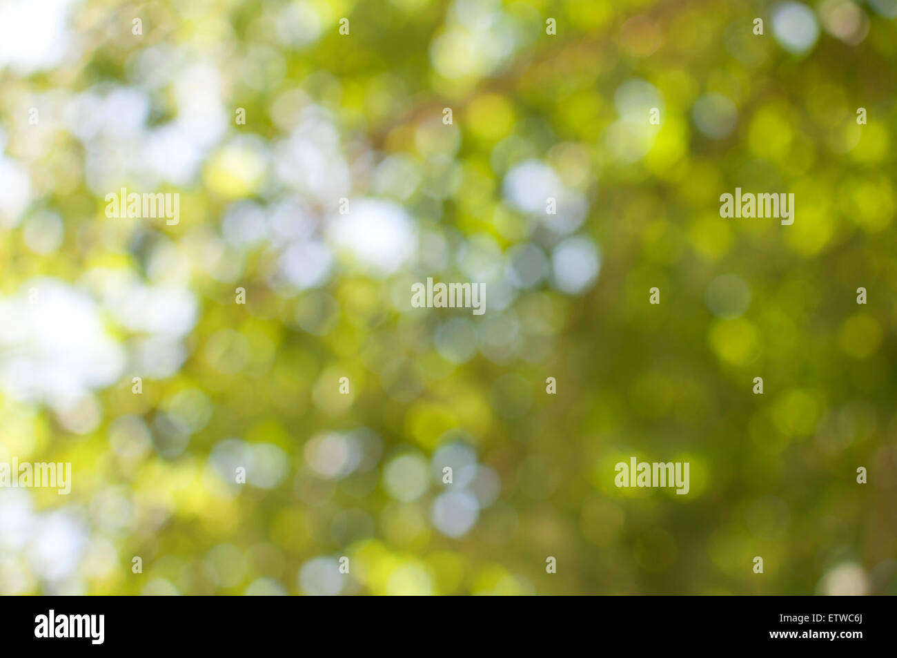 Background image, tree canopy out of focus Stock Photo - Alamy