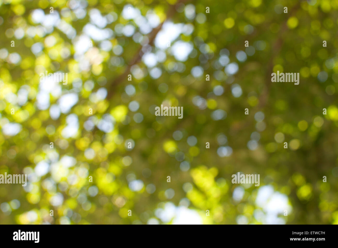Focus tree hi-res stock photography and images - Alamy