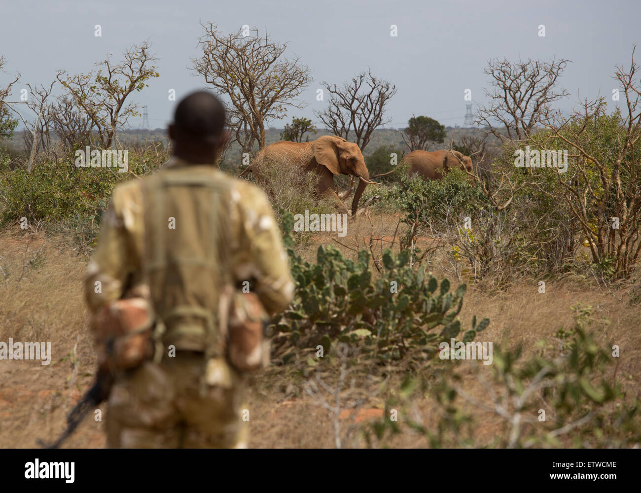 A Kenya Wildlife Ranger look at elephants in the Tsavo East game park ...
