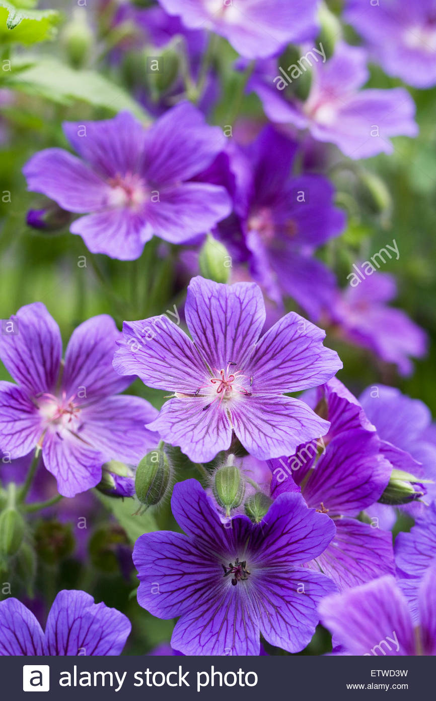 Geranium Johnsons Blue Flower Stock Photos & Geranium Johnsons Blue ...