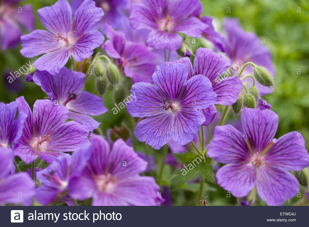 Geranium Johnsons Blue Flower Stock Photos & Geranium Johnsons Blue ...