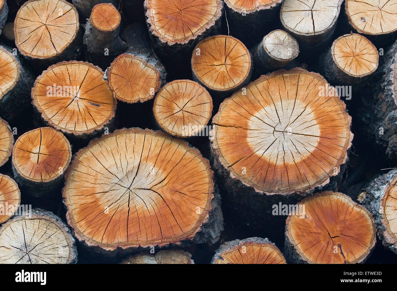 europe, italy, tuscany, torniella, wood Stock Photo - Alamy