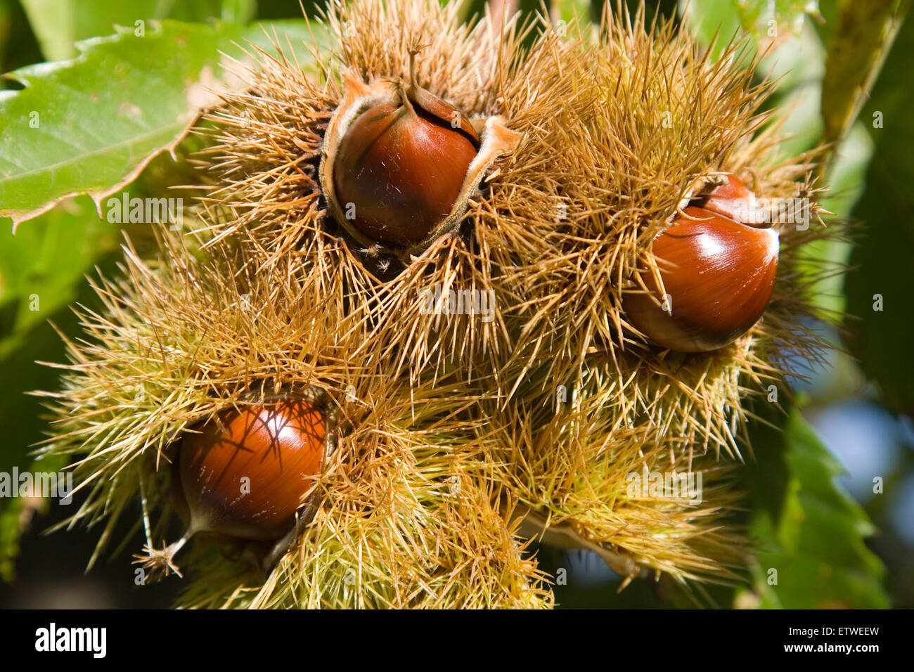 Chestnut tree tuscany italy hi-res stock photography and images - Alamy