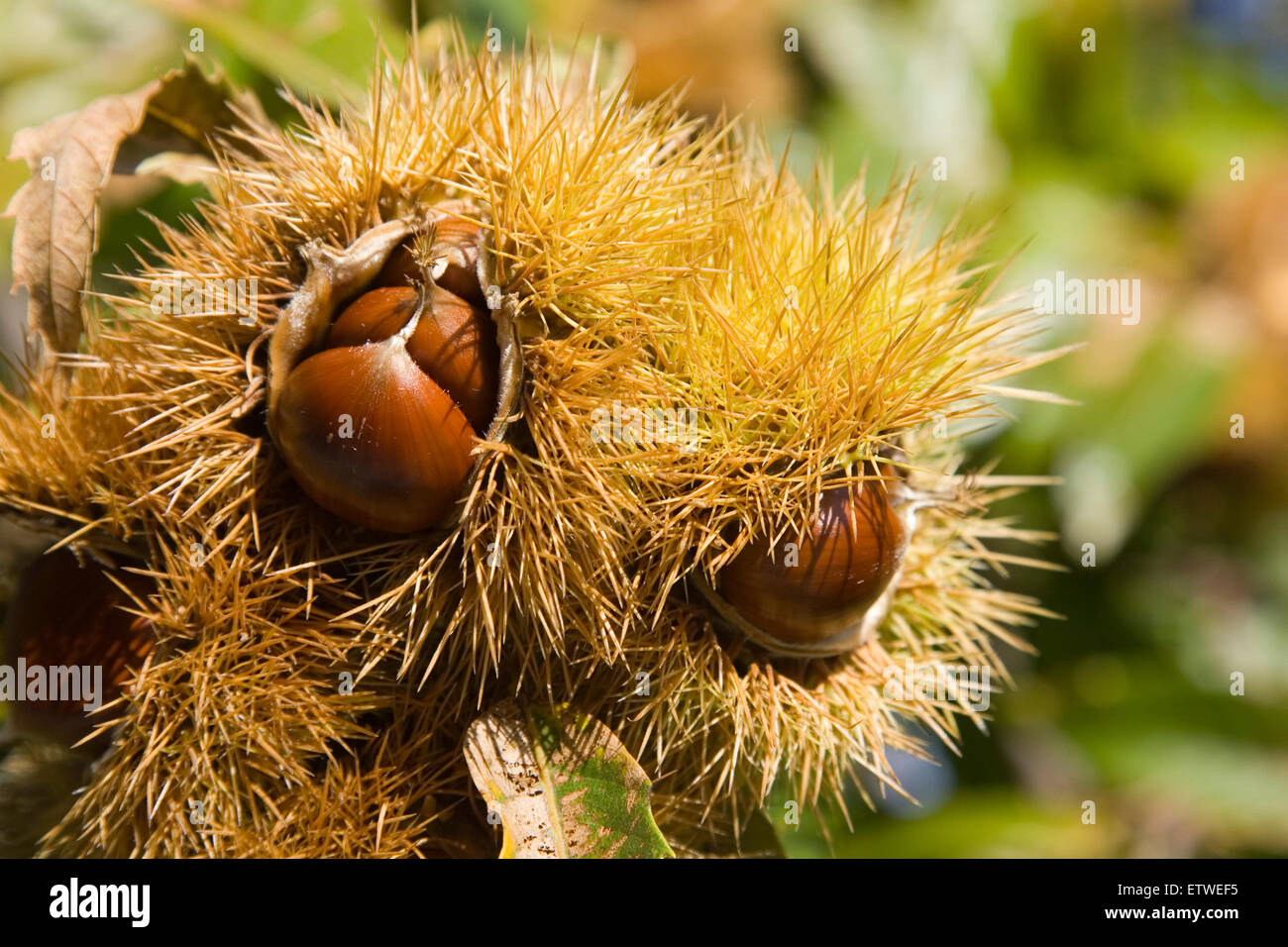 Chestnut tree tuscany italy hi-res stock photography and images - Alamy